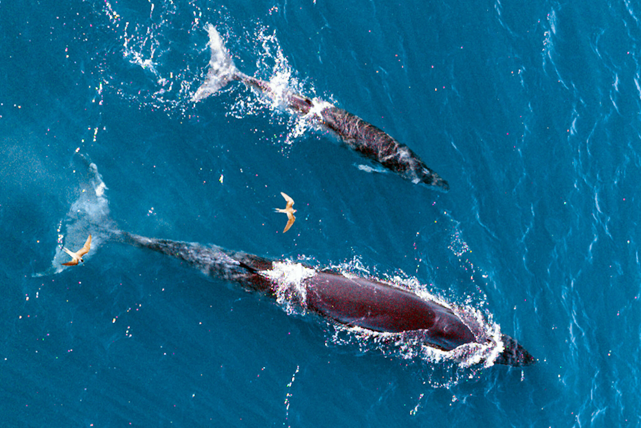 Tìm hiểu cá voi xanh ăn gì? Có ăn thịt người không?